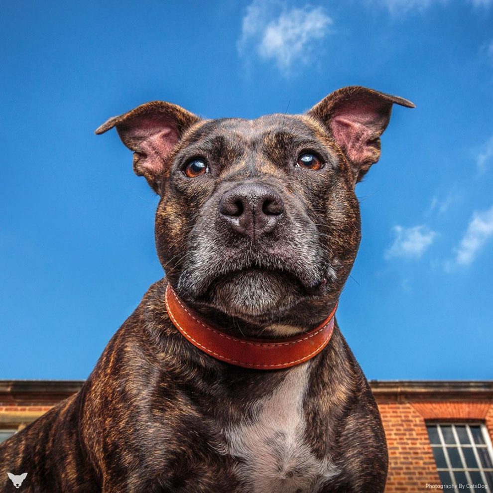 Pet Photographer Cat Race Is Taking Beautiful Photos Of Canines All ...