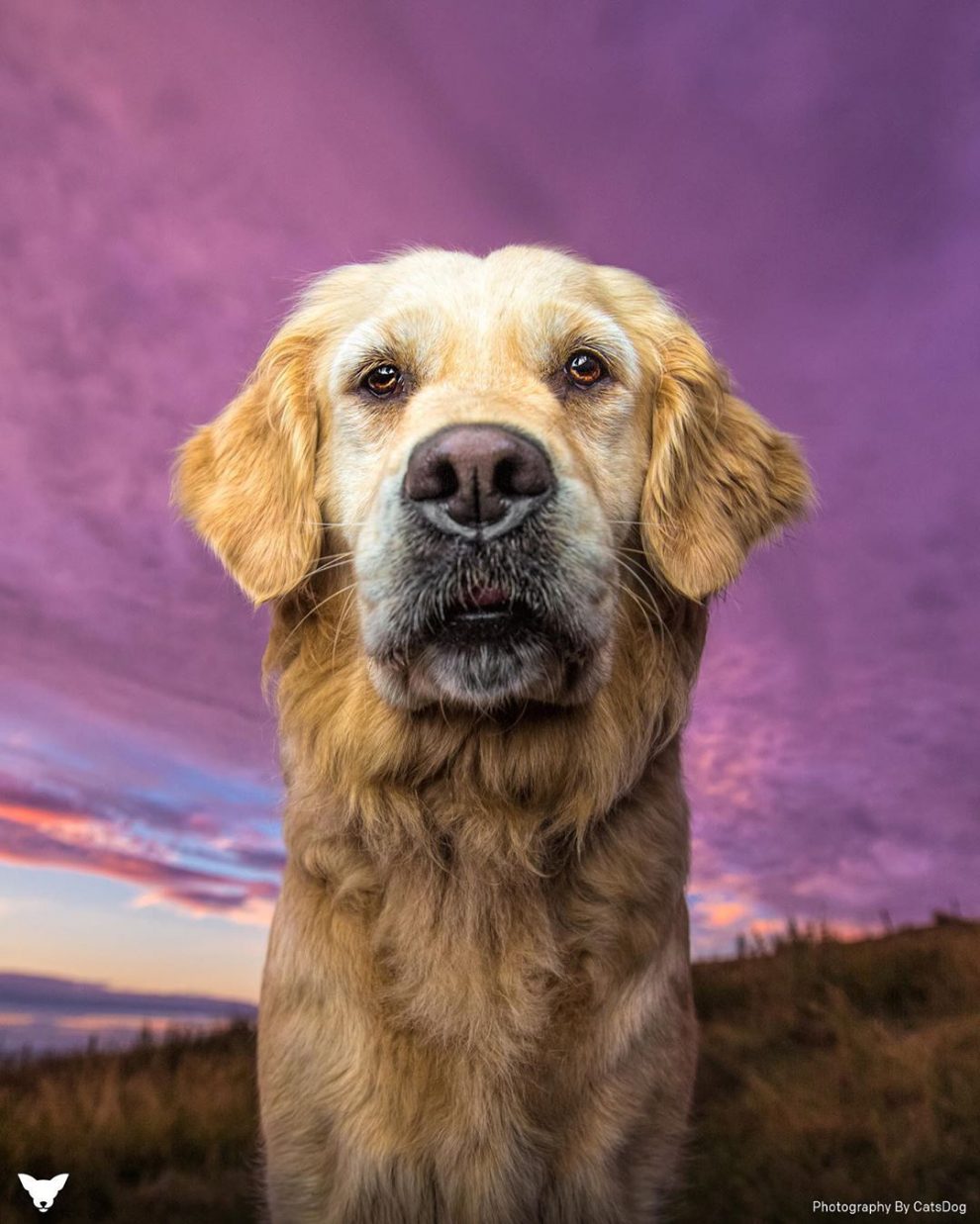 Pet Photographer Cat Race Is Taking Beautiful Photos Of Canines All ...