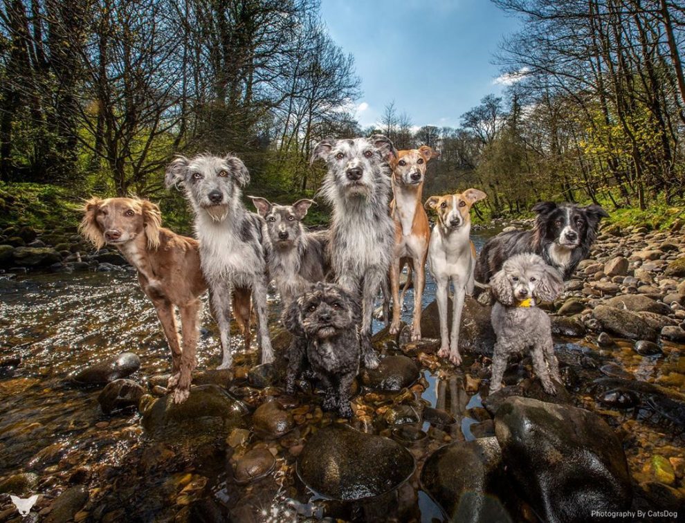 Pet Photographer Cat Race Is Taking Beautiful Photos Of Canines All ...