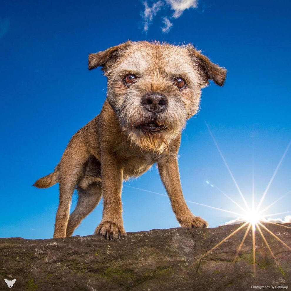 Pet Photographer Cat Race Is Taking Beautiful Photos Of Canines All ...
