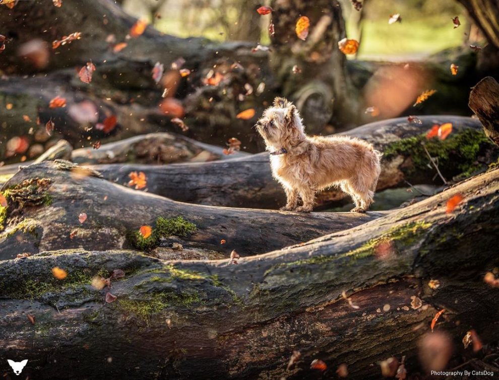 Pet Photographer Cat Race Is Taking Beautiful Photos Of Canines All ...