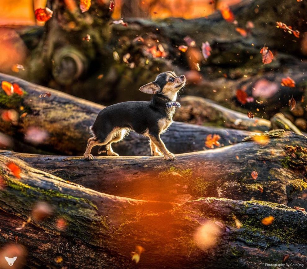 Pet Photographer Cat Race Is Taking Beautiful Photos Of Canines All ...