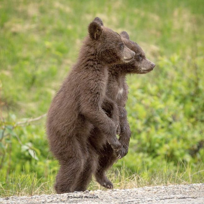 Bear In The Back Seat: Majestic Portraits Of Wild Animals By Simone ...