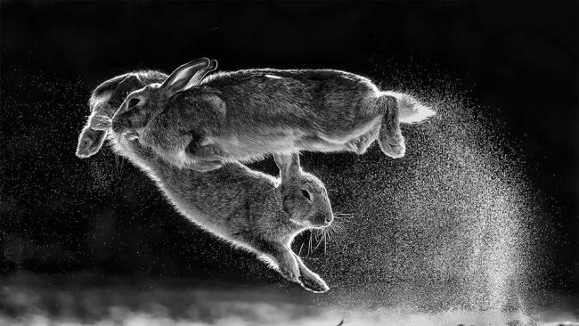 The Best Winning Pictures From The 2019 Nature Photographer Of The Year ...