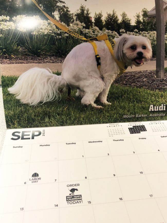 2020 Pooping Dogs Calendar Is Here » Design You Trust — Design Daily ...