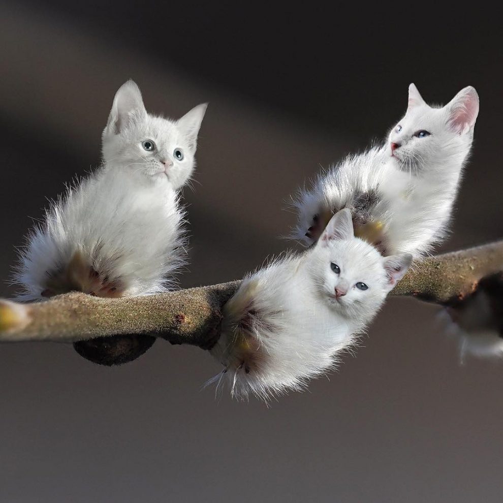 Digital Artist Turns Nature’s Images Into Animals » Design You Trust ...