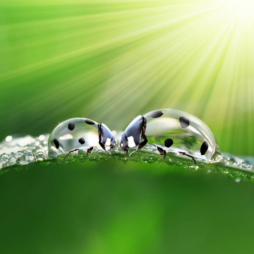 Digital Artist Turns Nature’s Images Into Animals » Design You Trust ...