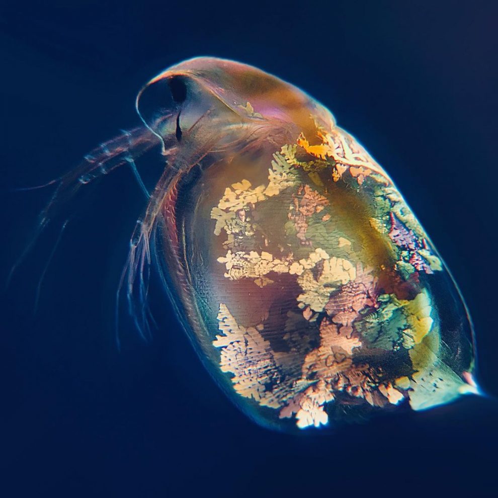 The Surprising Beauty Of Microscopic Insects, Isopods And Crustaceans ...