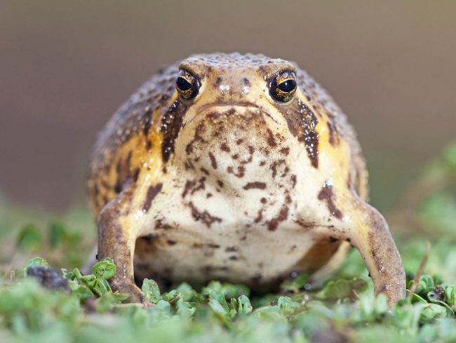 Meet Rain Frog: The World’s Grumpiest Frog » Design You Trust — Design ...