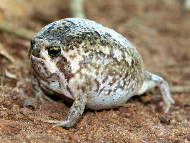Meet Rain Frog: The World’s Grumpiest Frog » Design You Trust — Design ...