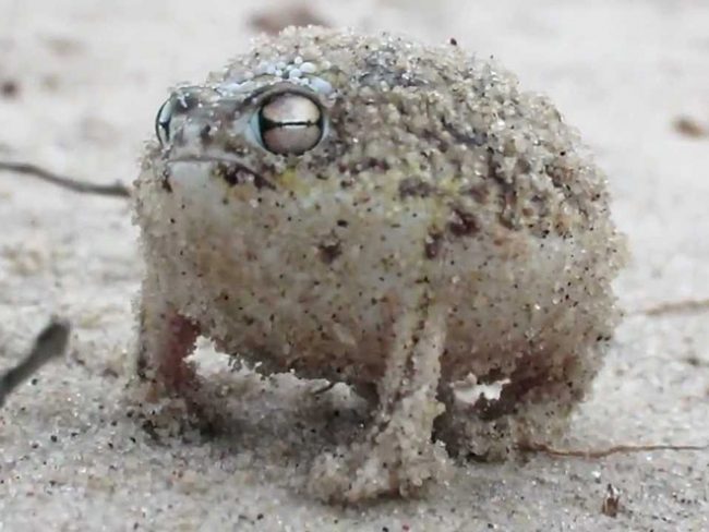 Meet Rain Frog: The World’s Grumpiest Frog » Design You Trust — Design ...