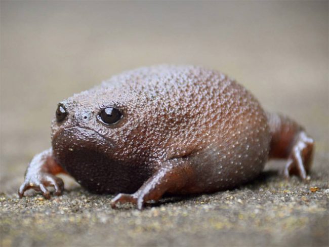 Meet Rain Frog: The World’s Grumpiest Frog » Design You Trust — Design ...