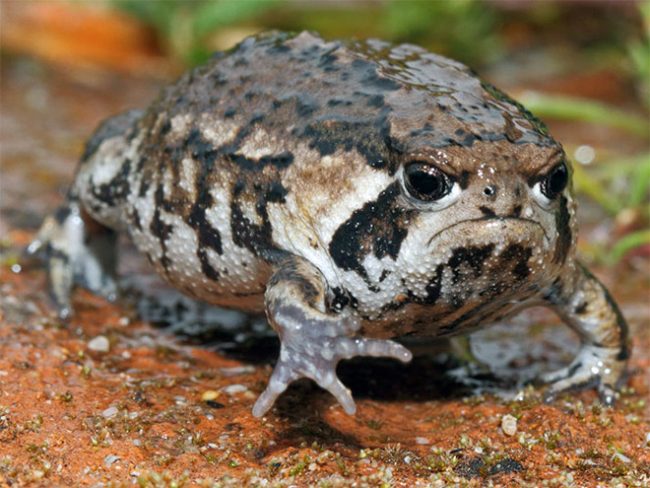 Meet Rain Frog: The World’s Grumpiest Frog » Design You Trust — Design ...