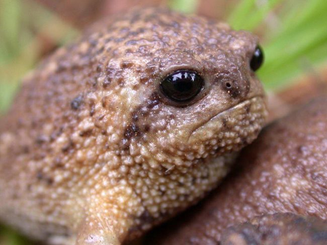 Meet Rain Frog: The World’s Grumpiest Frog » Design You Trust — Design ...