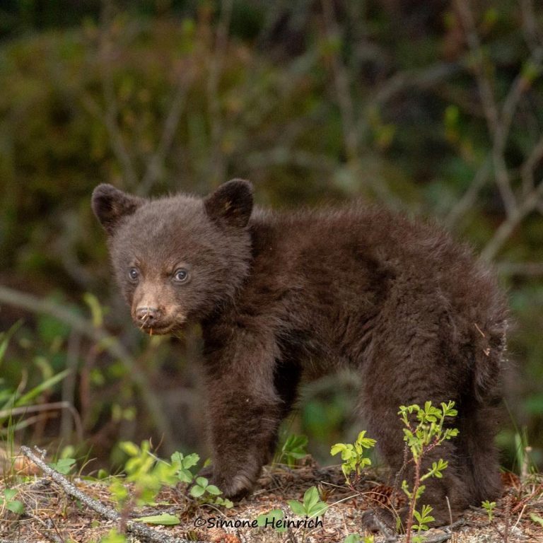 Bear In The Back Seat: Majestic Portraits Of Wild Animals By Simone ...
