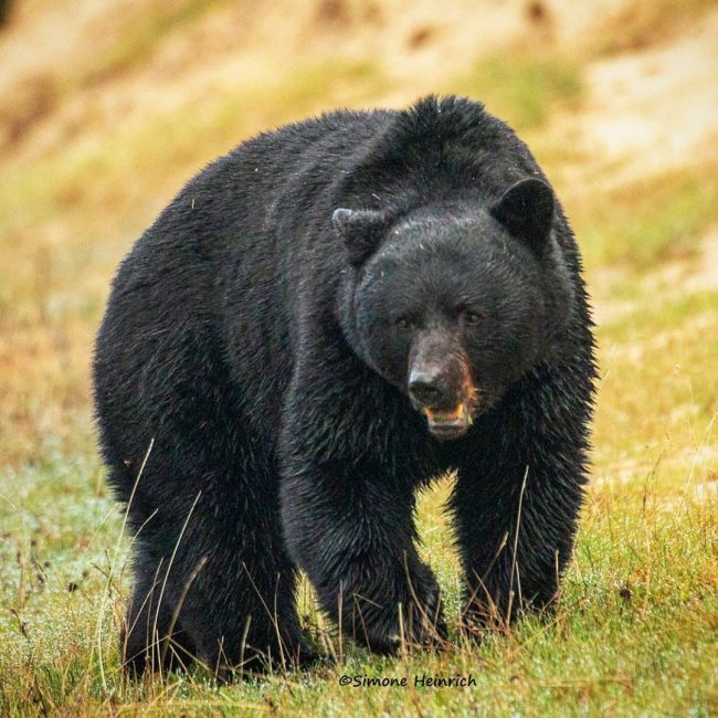 Bear In The Back Seat: Majestic Portraits Of Wild Animals By Simone ...