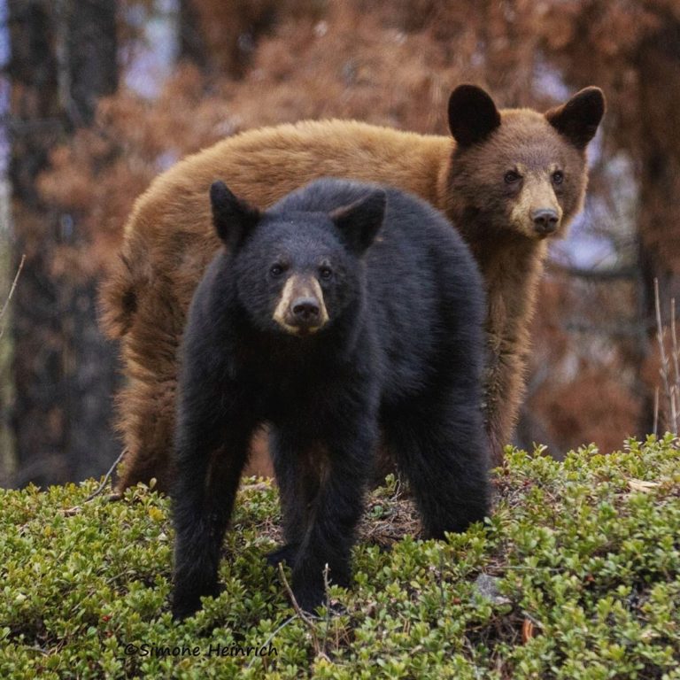 Bear In The Back Seat: Majestic Portraits Of Wild Animals By Simone ...