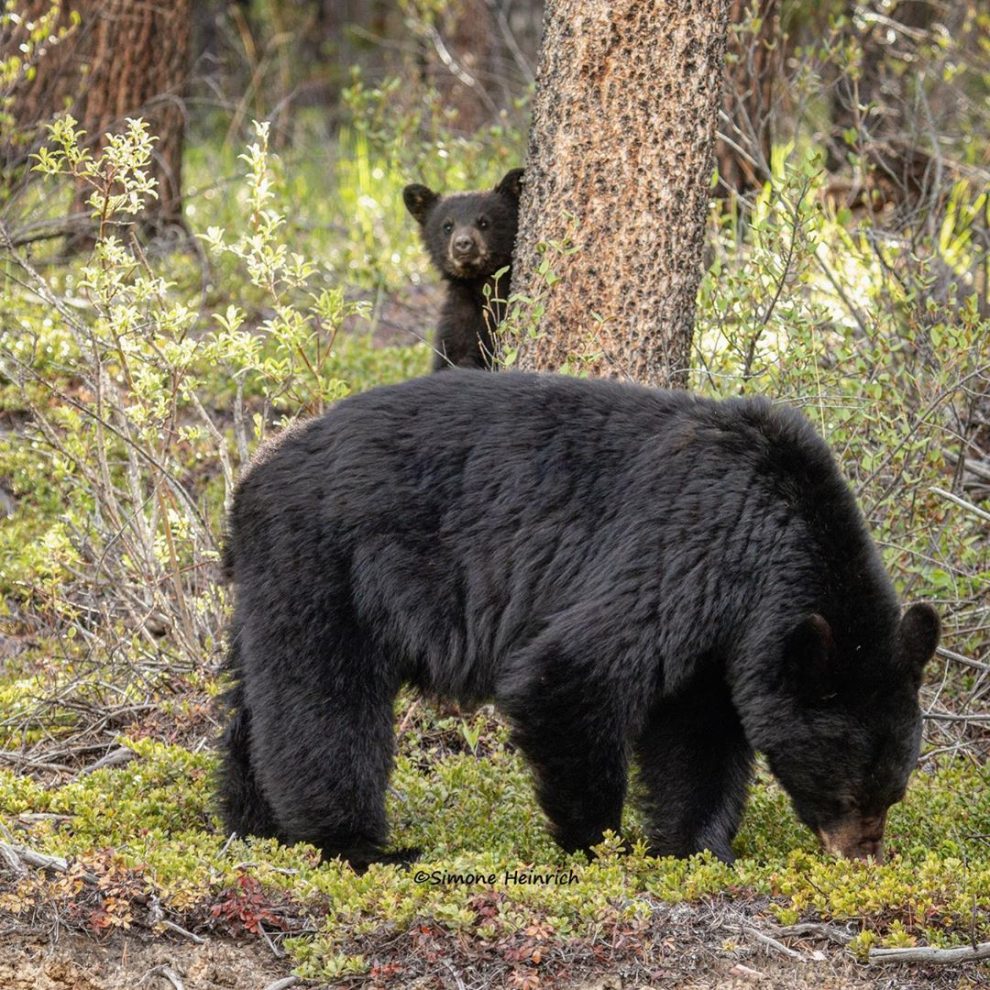 Bear In The Back Seat: Majestic Portraits Of Wild Animals By Simone ...