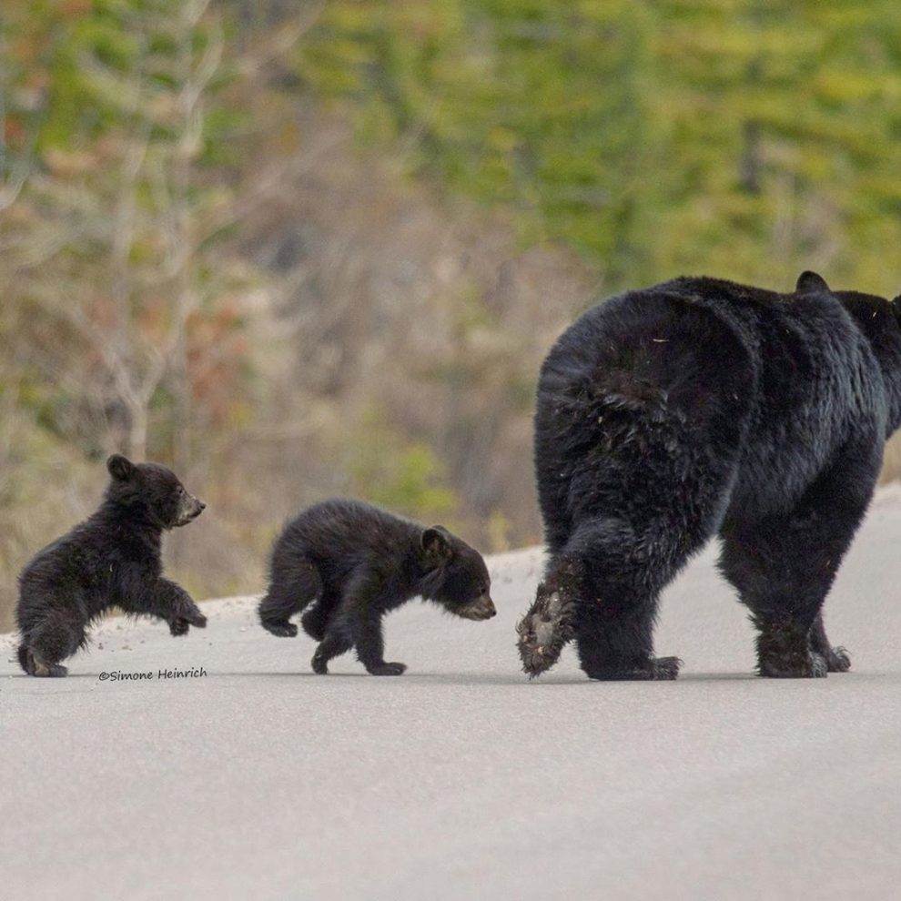 Bear In The Back Seat: Majestic Portraits Of Wild Animals By Simone ...
