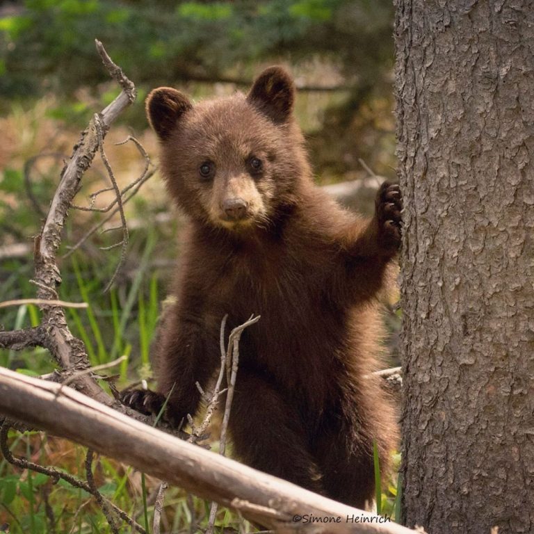 Bear In The Back Seat: Majestic Portraits Of Wild Animals By Simone ...
