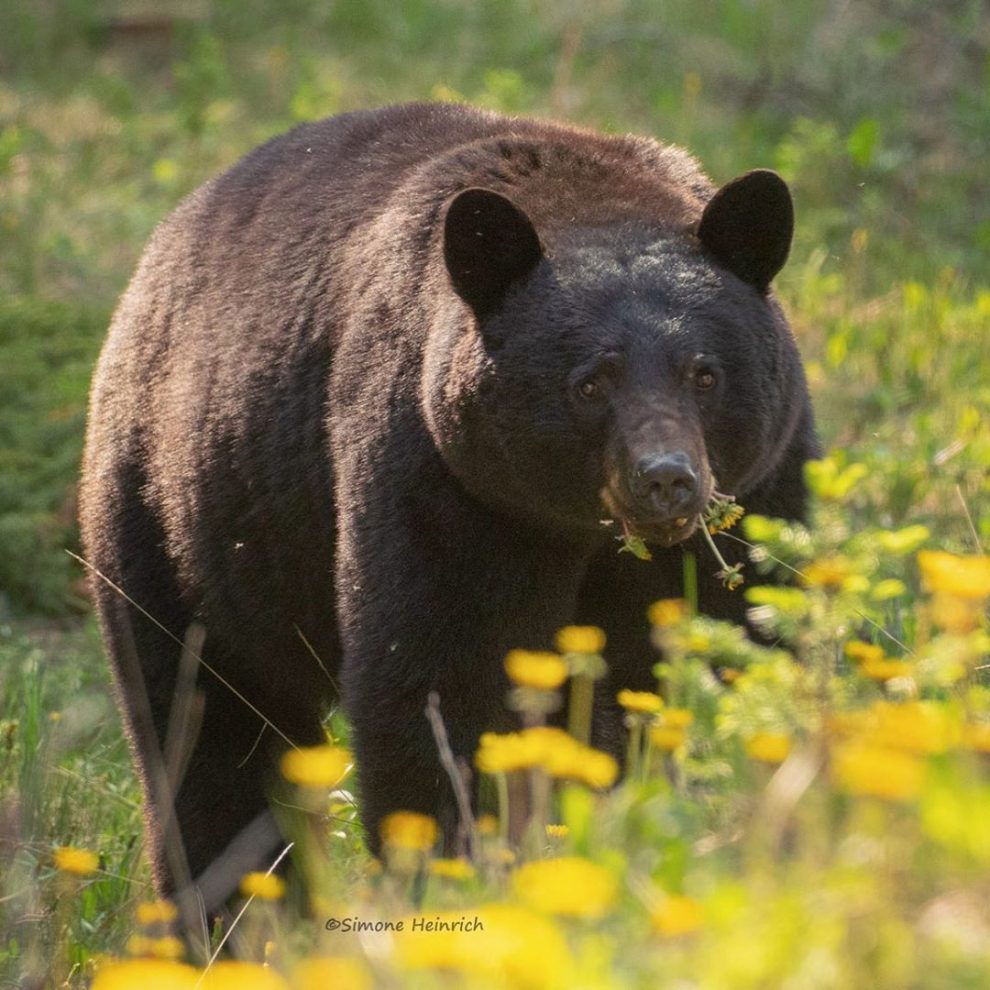 Bear In The Back Seat: Majestic Portraits Of Wild Animals By Simone ...