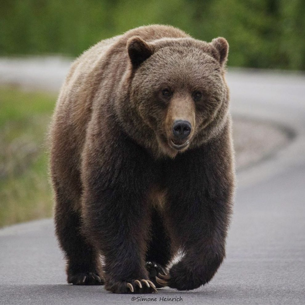 Bear In The Back Seat: Majestic Portraits Of Wild Animals By Simone ...