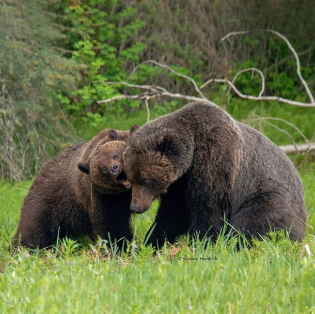 Bear In The Back Seat: Majestic Portraits Of Wild Animals By Simone ...
