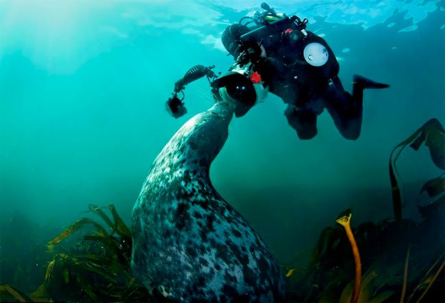 Stunning Images Of The Marine Seals Were Captured By A Diver Who Did ...