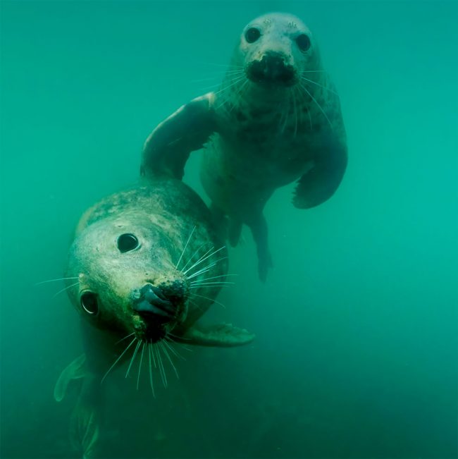 Stunning Images Of The Marine Seals Were Captured By A Diver Who Did ...