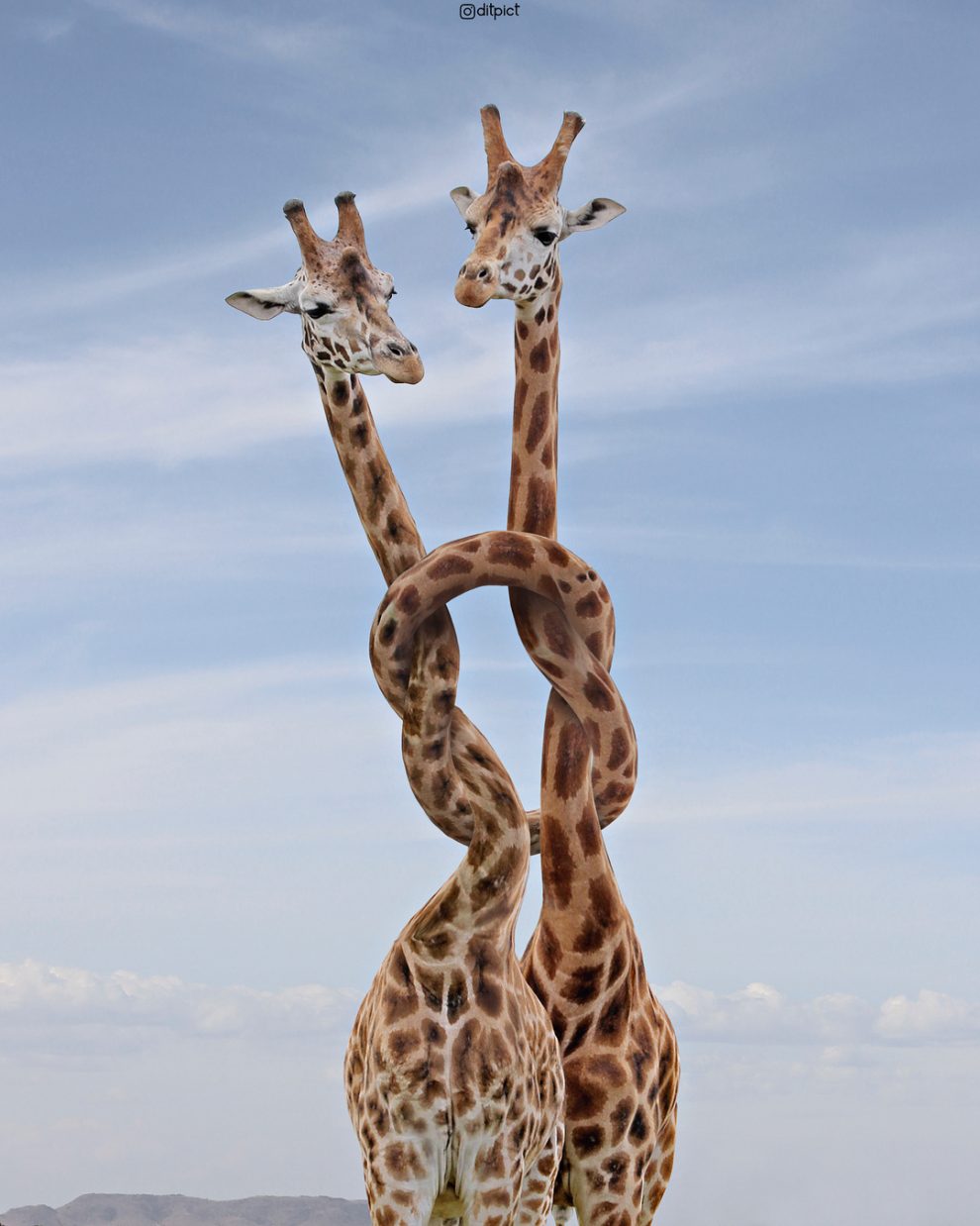 Creative Photo Manipulations Of Animals By Indonesian Digital Artist ...