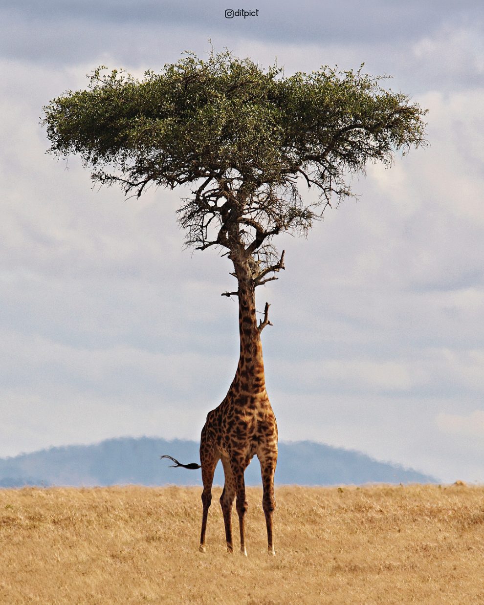 Creative Photo Manipulations Of Animals By Indonesian Digital Artist ...