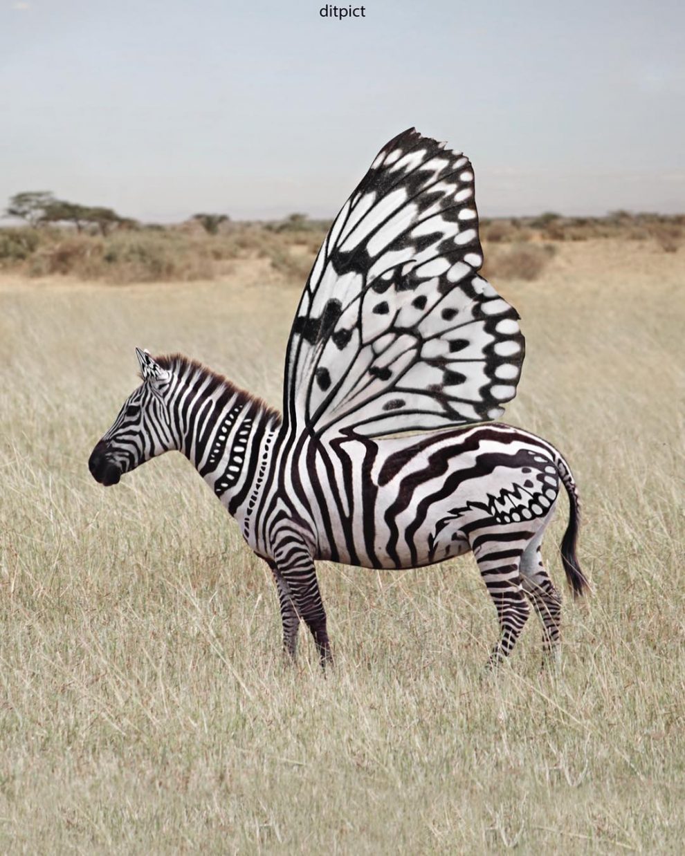 Creative Photo Manipulations Of Animals By Indonesian Digital Artist ...