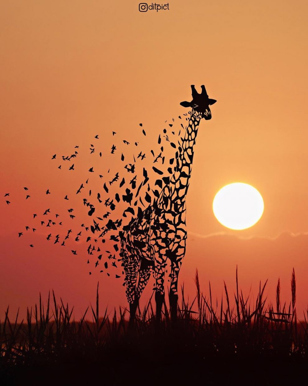 Creative Photo Manipulations Of Animals By Indonesian Digital Artist ...