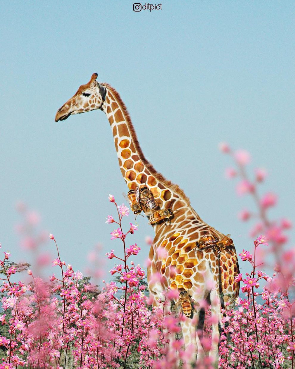 Creative Photo Manipulations Of Animals By Indonesian Digital Artist ...