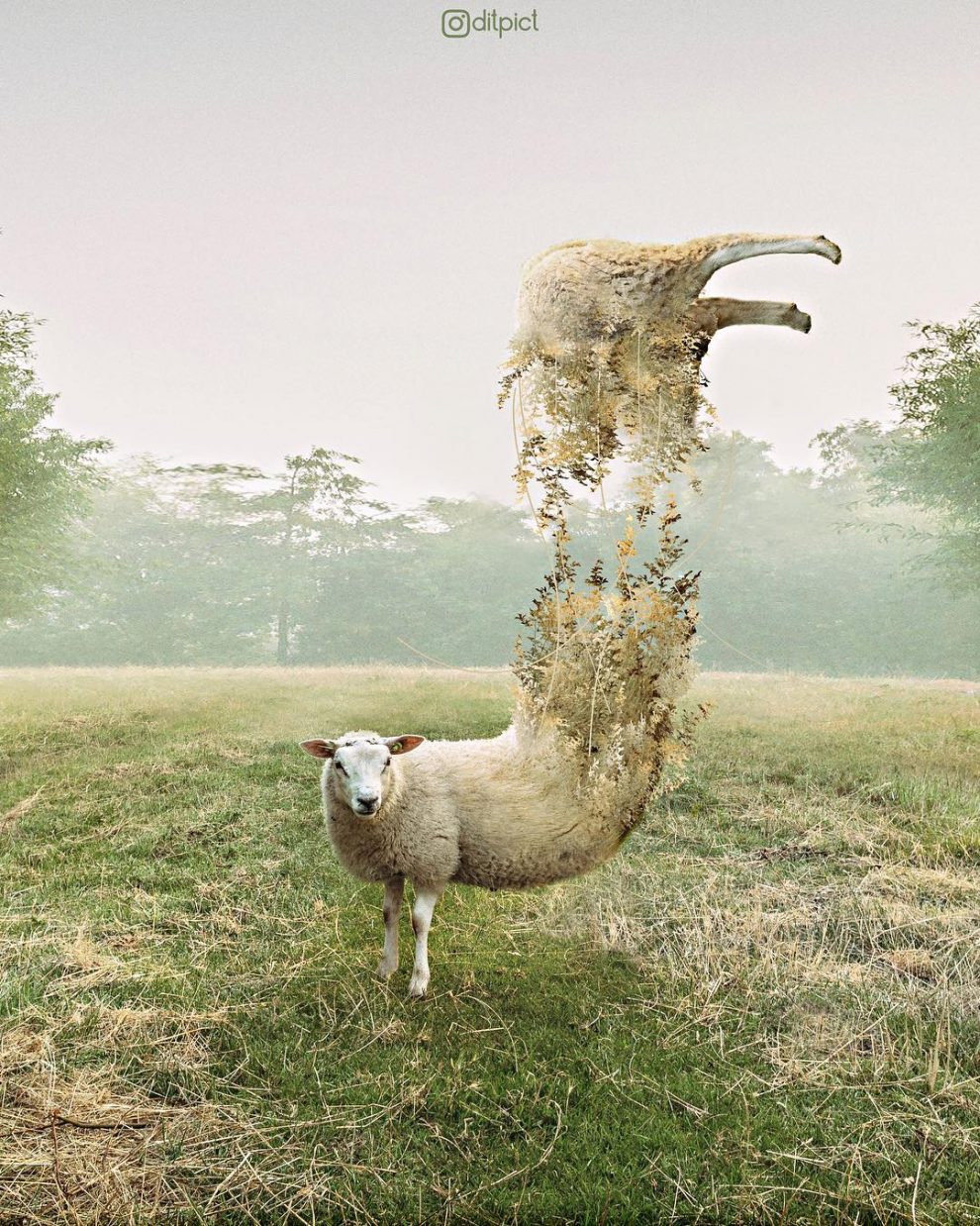 Creative Photo Manipulations Of Animals By Indonesian Digital Artist ...