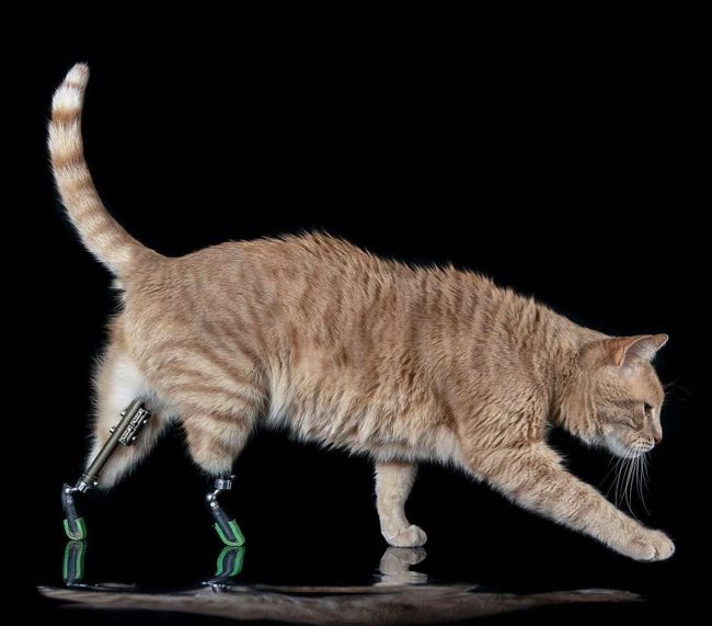 Bionic Cat Vito Becomes ‘Superstar’ With His Prosthetic Legs » Design ...