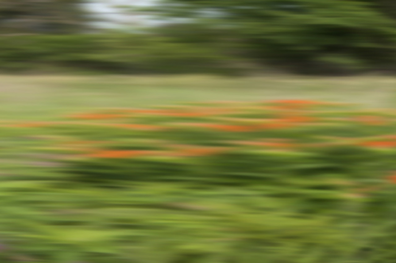 Use “Roadside Wildflowers At Full Speed” To Identify Plants Without ...