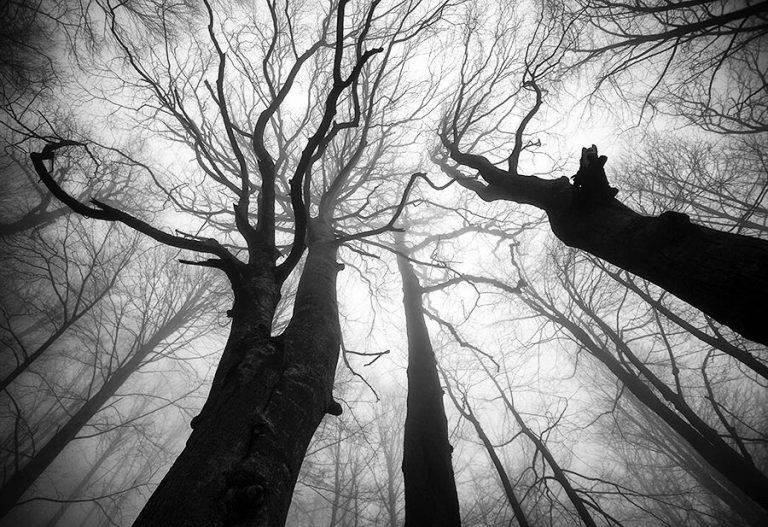 The Passion Of Trees In Pictures By Iranian Photographer Ali Shokri ...