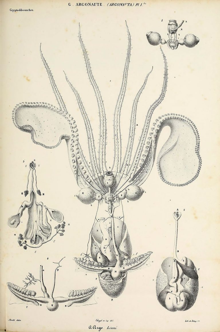 Biodiversity Heritage Library Makes 150,000 Animal And Botanical ...