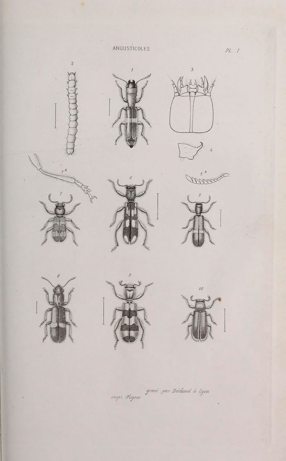 Biodiversity Heritage Library Makes 150,000 Animal And Botanical ...