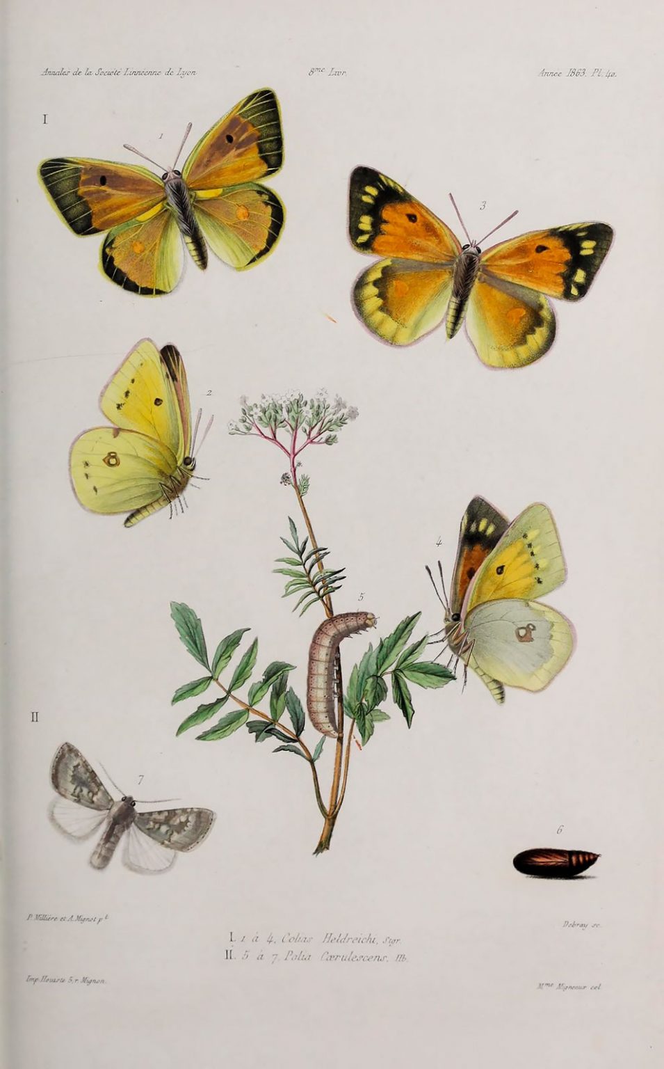 Biodiversity Heritage Library Makes 150,000 Animal And Botanical ...