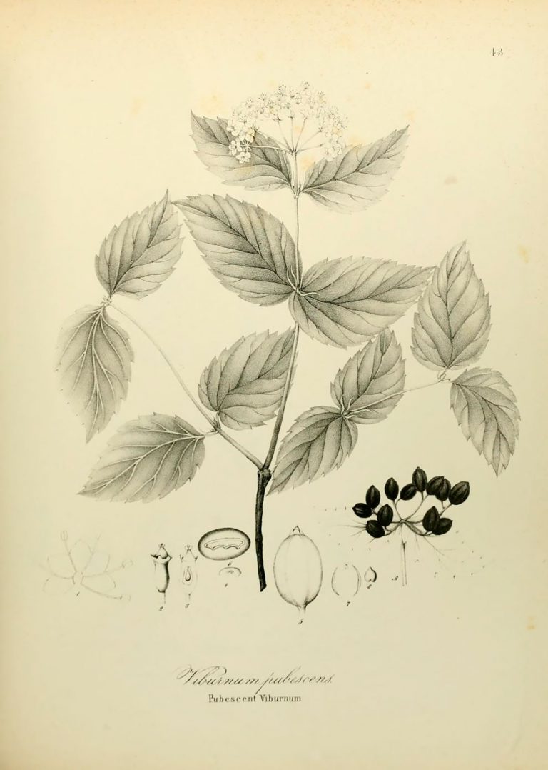 Biodiversity Heritage Library Makes 150,000 Animal And Botanical ...