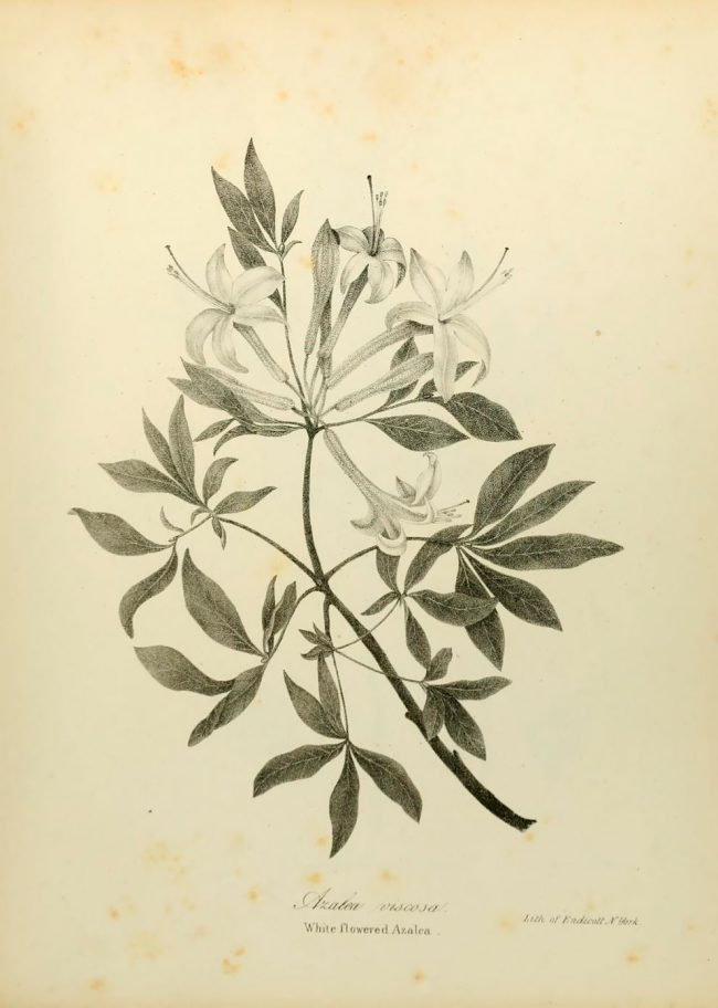 Biodiversity Heritage Library Makes 150,000 Animal And Botanical ...