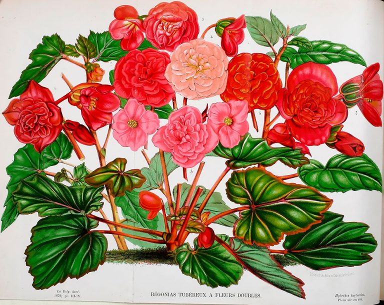 Biodiversity Heritage Library Makes 150,000 Animal And Botanical ...