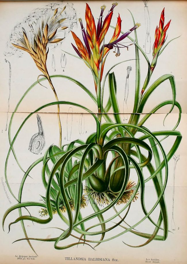 Biodiversity Heritage Library Makes 150,000 Animal And Botanical ...