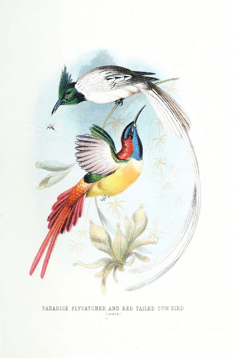 Biodiversity Heritage Library Makes 150,000 Animal And Botanical ...