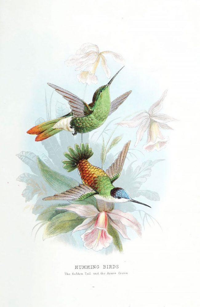 Biodiversity Heritage Library Makes 150,000 Animal And Botanical ...