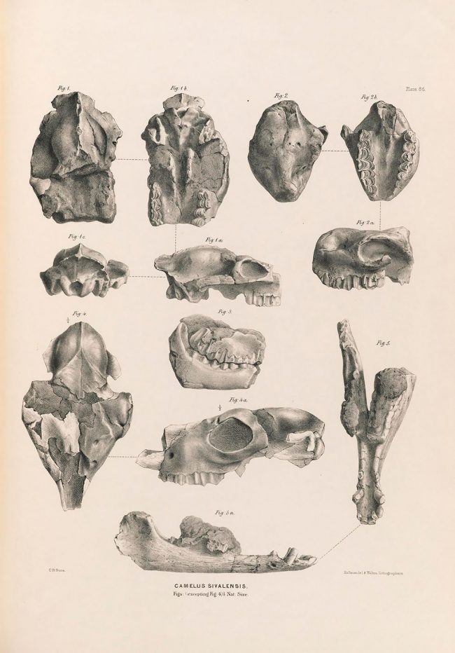 Biodiversity Heritage Library Makes 150,000 Animal And Botanical ...