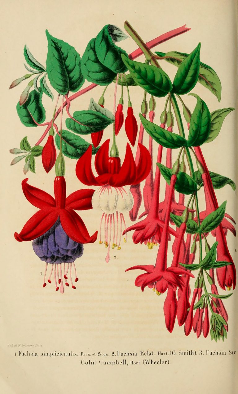 Biodiversity Heritage Library Makes 150,000 Animal And Botanical ...