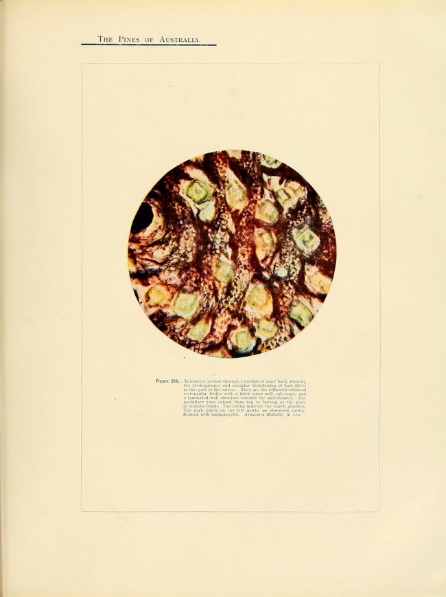 Biodiversity Heritage Library Makes 150,000 Animal And Botanical ...